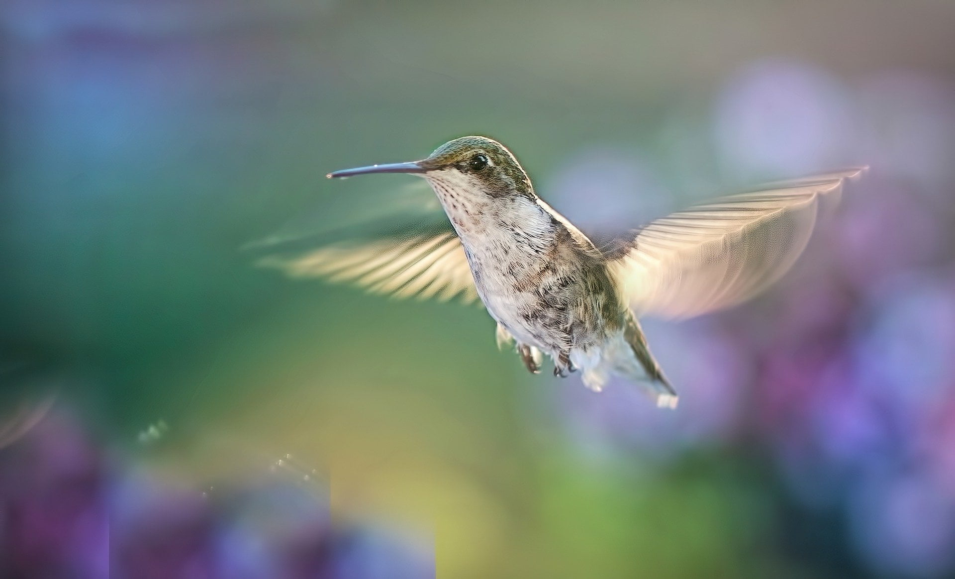 Birds in Creation | Jonathan Srock