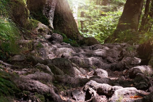 Rooted in Christ: Living in Our God-Given Identity | Jonathan Srock